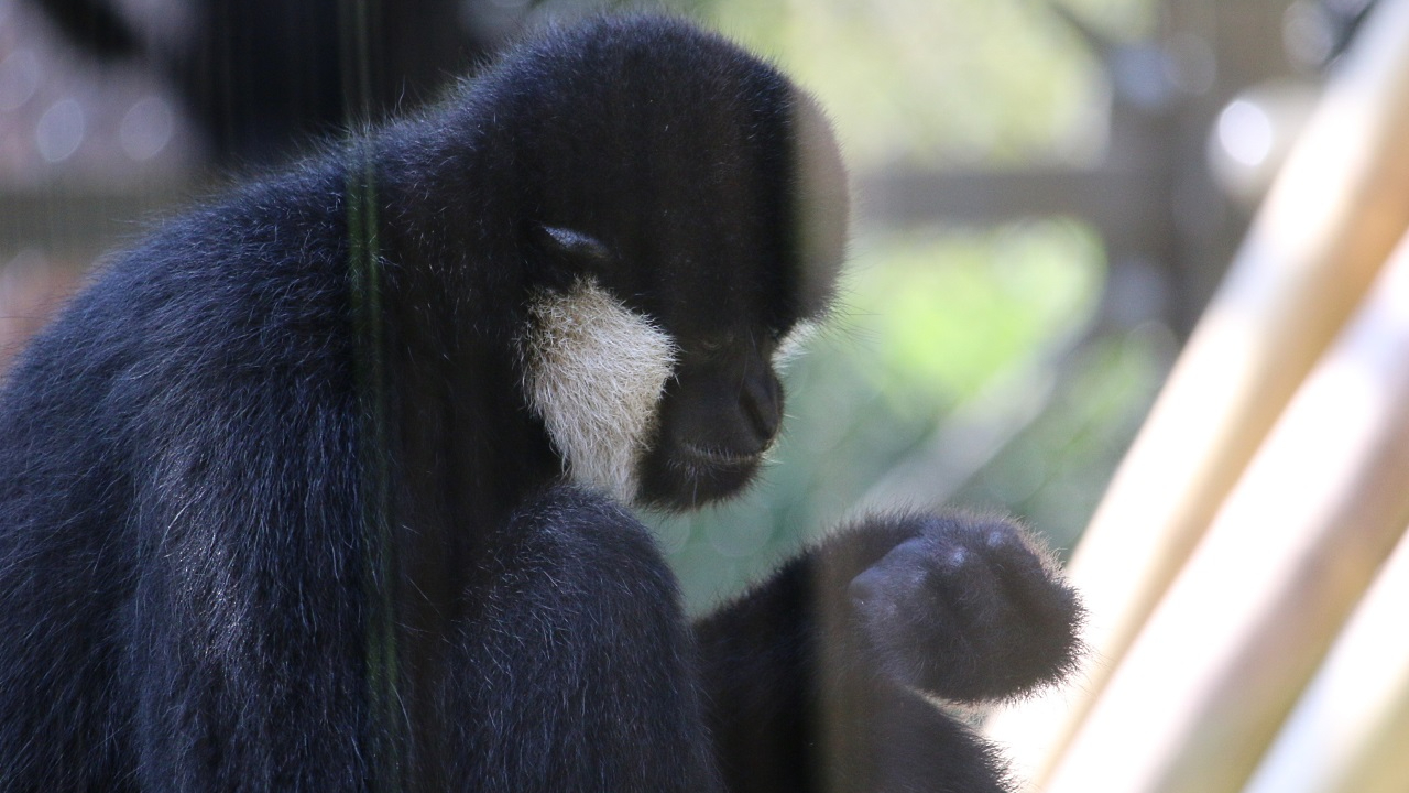 Une manifestation pour la liberté des animaux du zoo du parc de la Tête ... Une manifestation pour la liberté des animaux du zoo du parc de la Tête ...